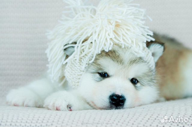 Аляскинский маламут