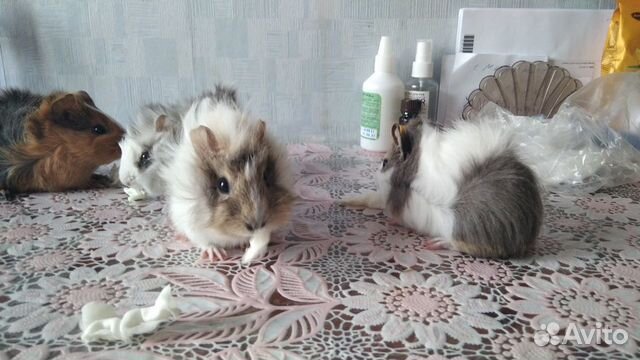 Морская свинка розетки