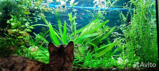 Эхинодорус