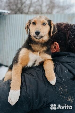 Щенок -романтик Жак в добрые руки