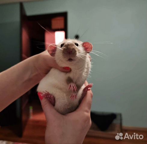 Милый крыс Мэнни