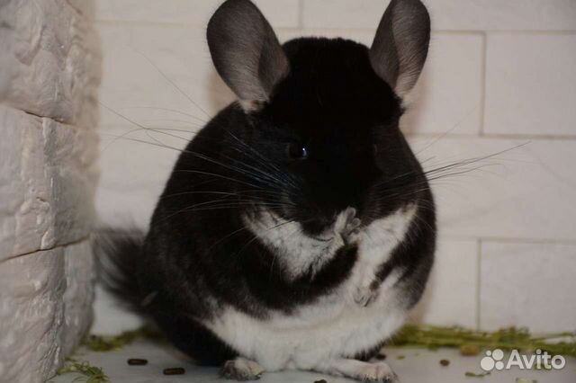 Шиншилла Чёрный Жемчуг