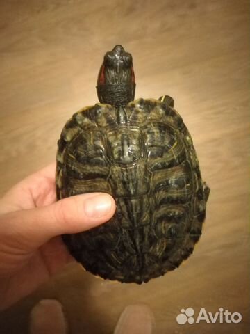 Красноухая черепаха бесплатно