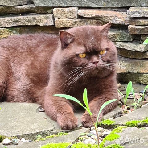 Шикарный шоколадный британец