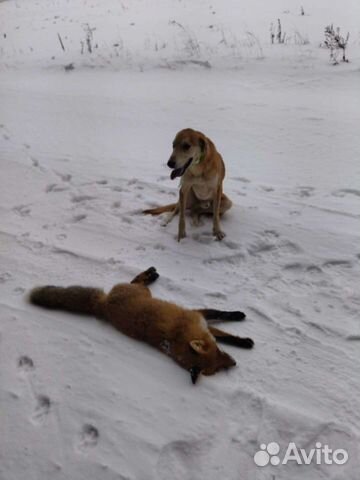 Русская гончая