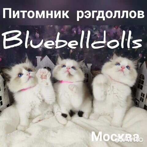 Малыши рэгдолл, родословная, питомник