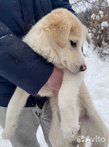 Щенок Альма ищет свою семью