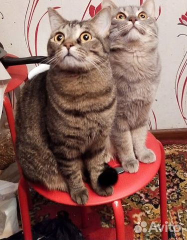 Прекрасные кошечки в заботливые руки