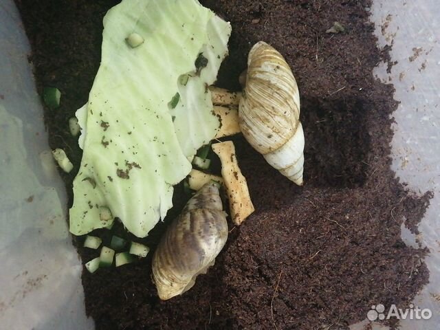 Улитки ахатины