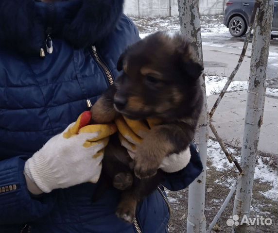 Щеночки бесплатно от маленькой собачки