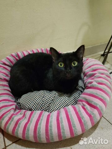 Кошки в добрые руки бесплатно