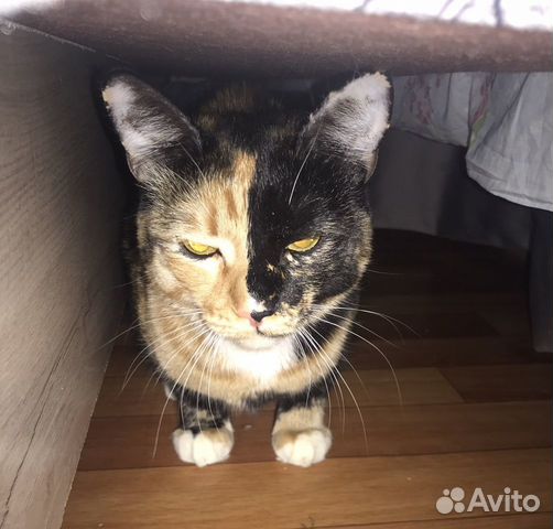Кошка помесь мэйнкун