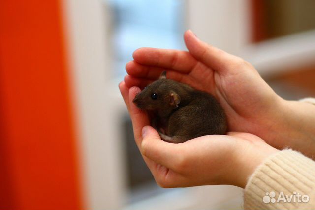 Декоративные крысята