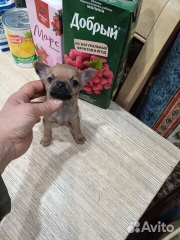 Чихуахуа куколка Герда