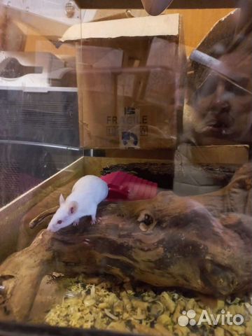 Кормовые мыши