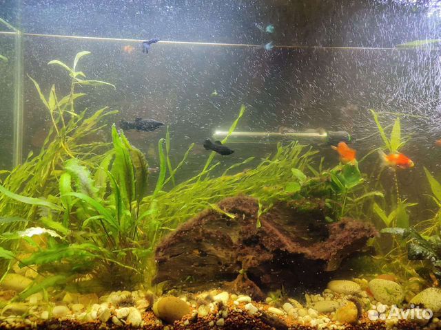 Улитки хелены/Моллинезии/Меченосцы