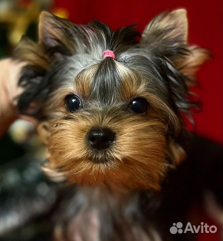 Курносая девочка