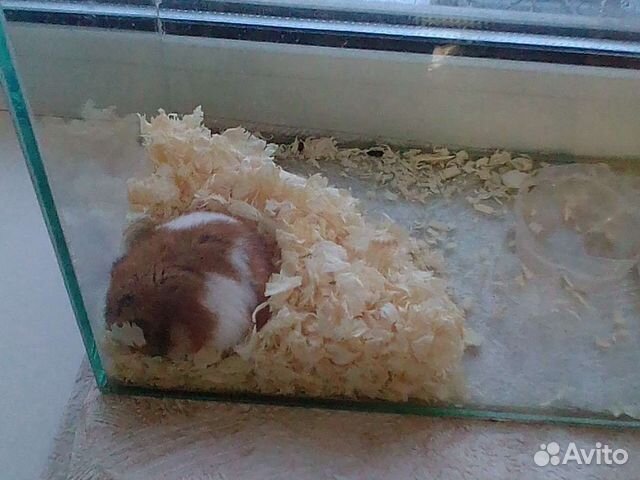 Джунгарские хомячки