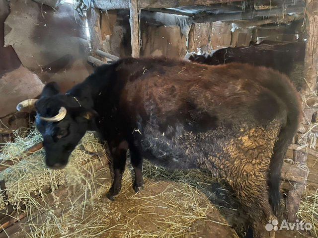 Корова тельная на данный момент брошенна есть телк