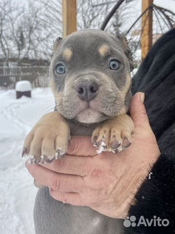 Американский булли