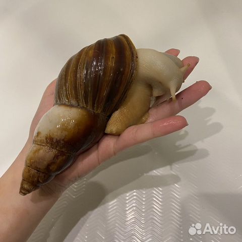 Улитки ахатины