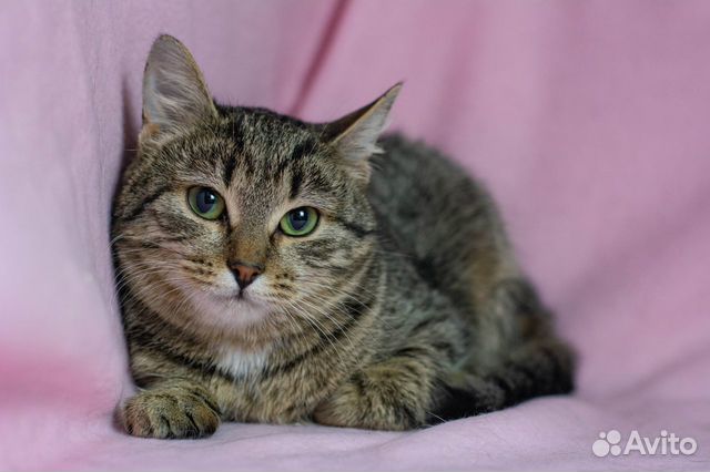 Котенок девочка Соня 5 мес