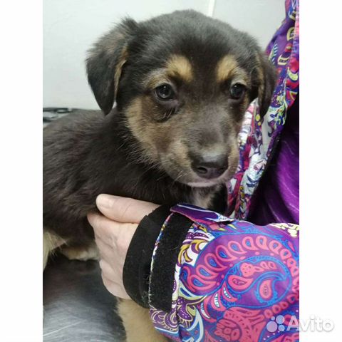 Щенок 1, 5 месяца девочка