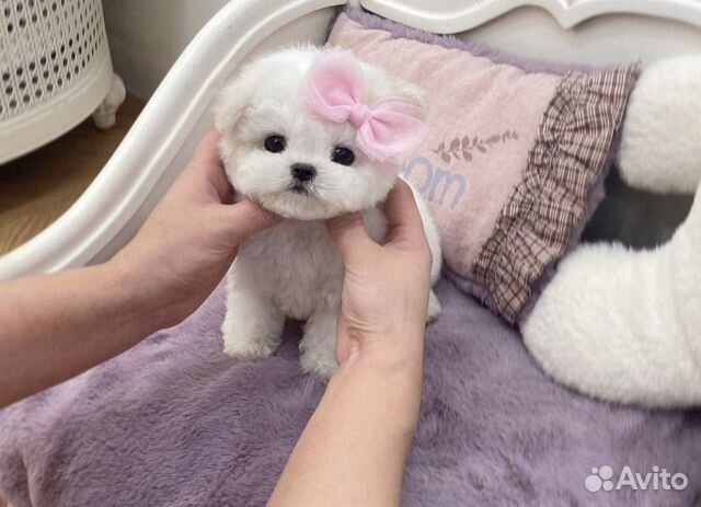 Минибишон