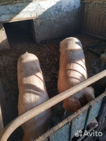 Свиньи домашние на мясо