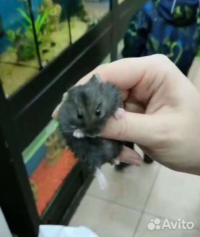 Джунгарский хомяк с клеткой