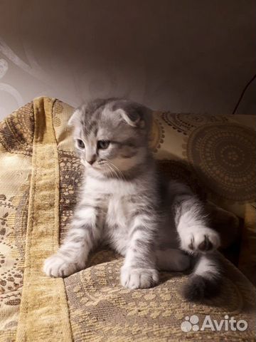 Котенок британка вислоухая