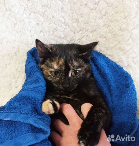 Котёнок в частный дом 5 мес