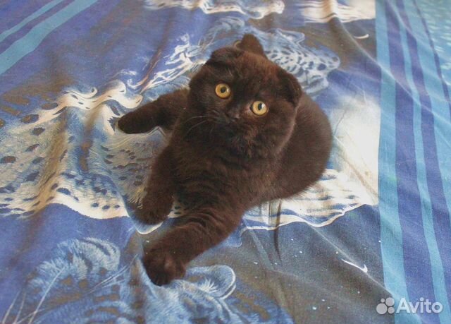 Плюшевый парнишка