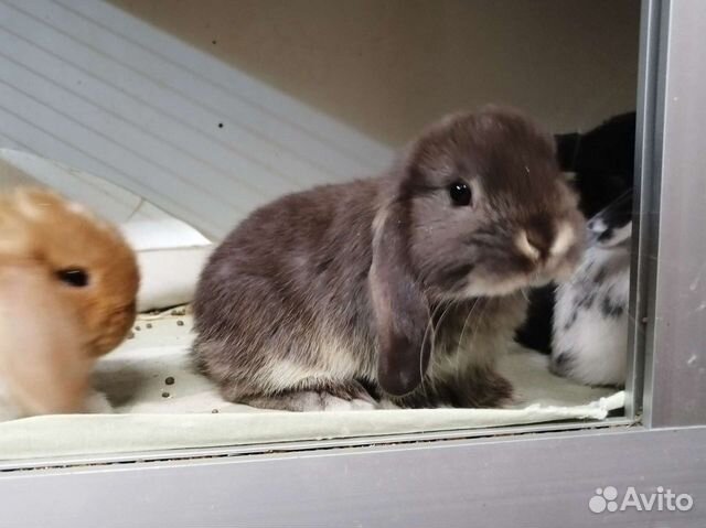 Карликовый крольчонок мальчик. Окрас Гавана Белост