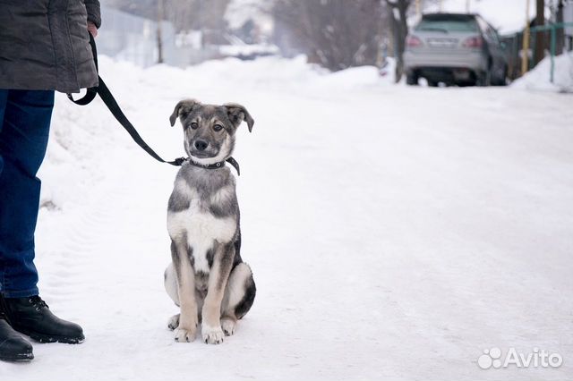 Щенок в добрые руки