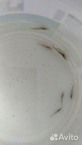 Креветки амано