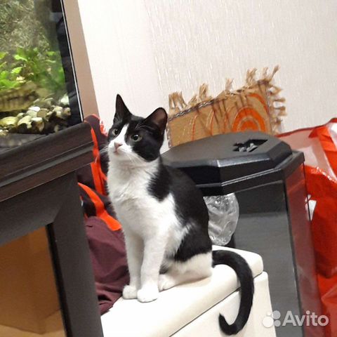 Отдам котёнка в добрые руки