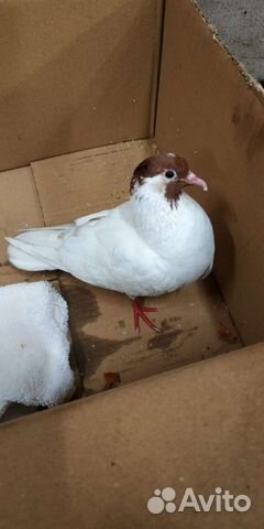 Голубь домашний, потеряшка