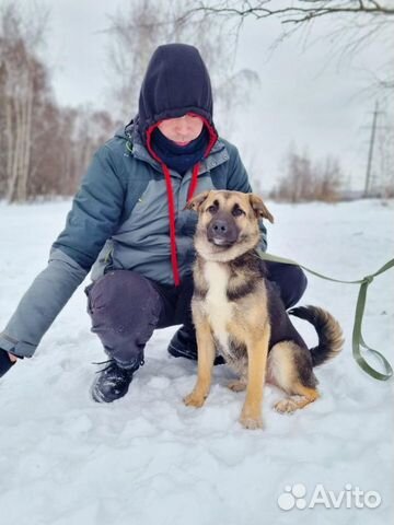 Самый верный друг ждет тебя в приюте