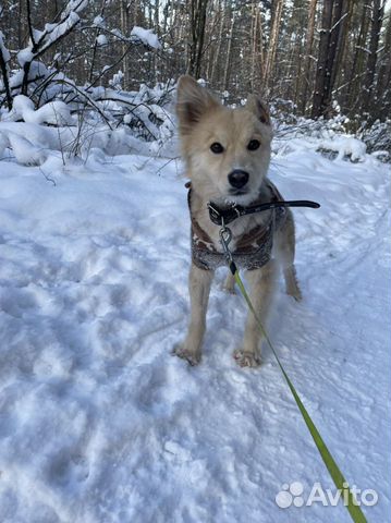 Собака Лисичка