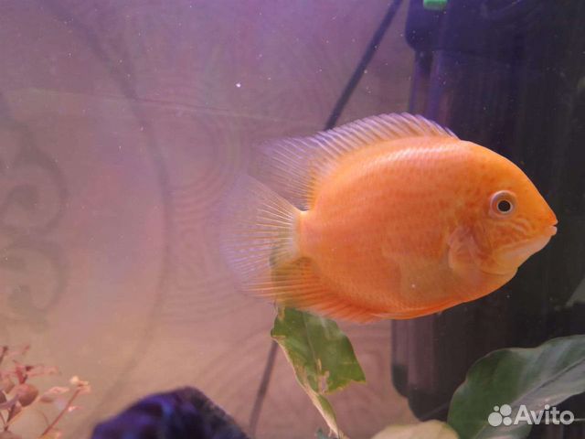 Цихлид Северум