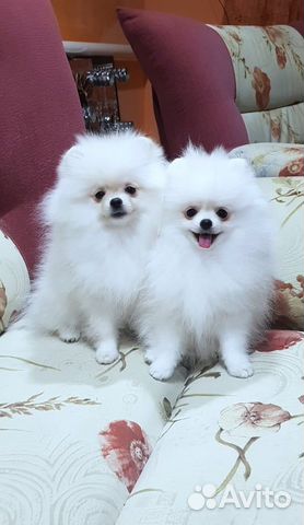 Померанский шпиц мини