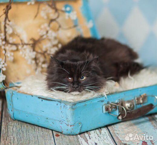 Кошка в дар тоскует в прибте