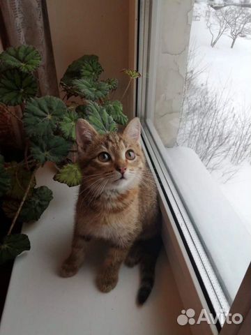Котёнок