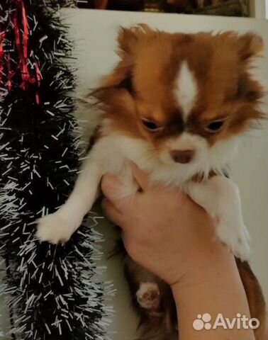 Подрощенный мальчик-мини