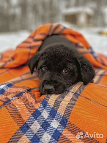 Щенка бросили в лесу