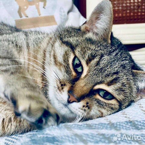 Нежная трогательная Мурочка