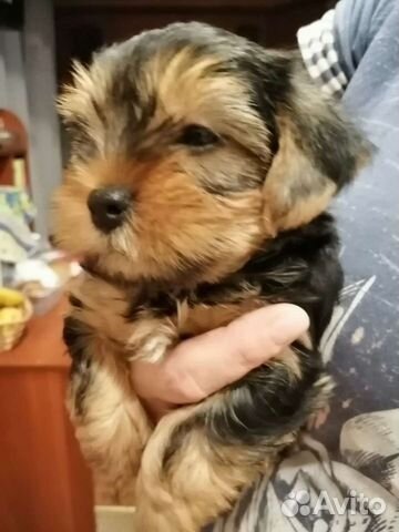 Йоркширский терьер