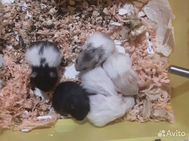 Сирийский хомяк