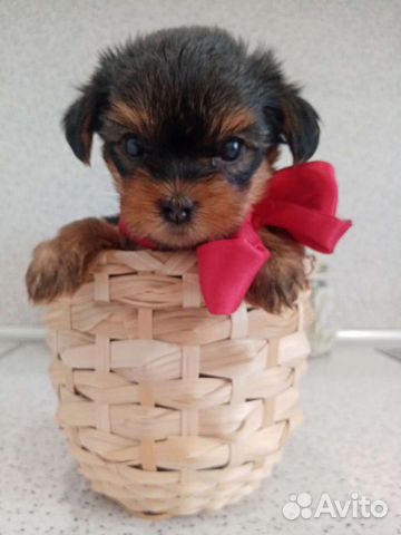 Продам щенков Йоркширского терьера